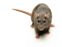 Mice and Rats, Reno/Sparks NV - Progressive Pest Management