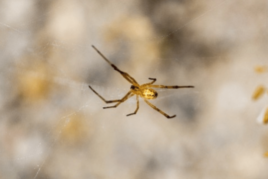 Spiders - Progressive Pest Management and Weed Control